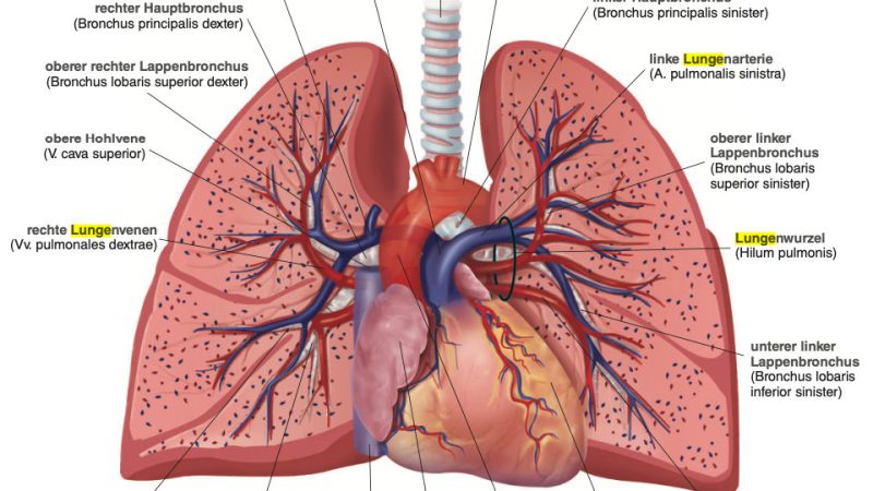 Grundlagen Anatomie der Lunge Archive - Kaysers Consilium
